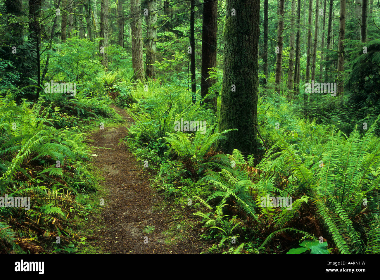 Trail though the forest in the Redmond Watershed Preserve, Seattle ...