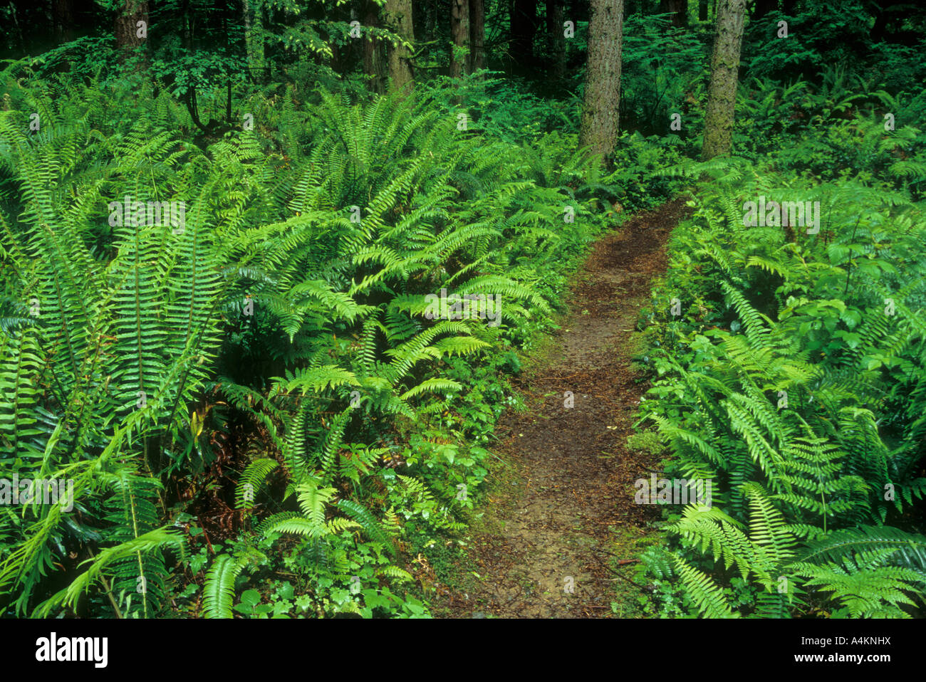 Trail though the forest in the Redmond Watershed Preserve, Seattle ...