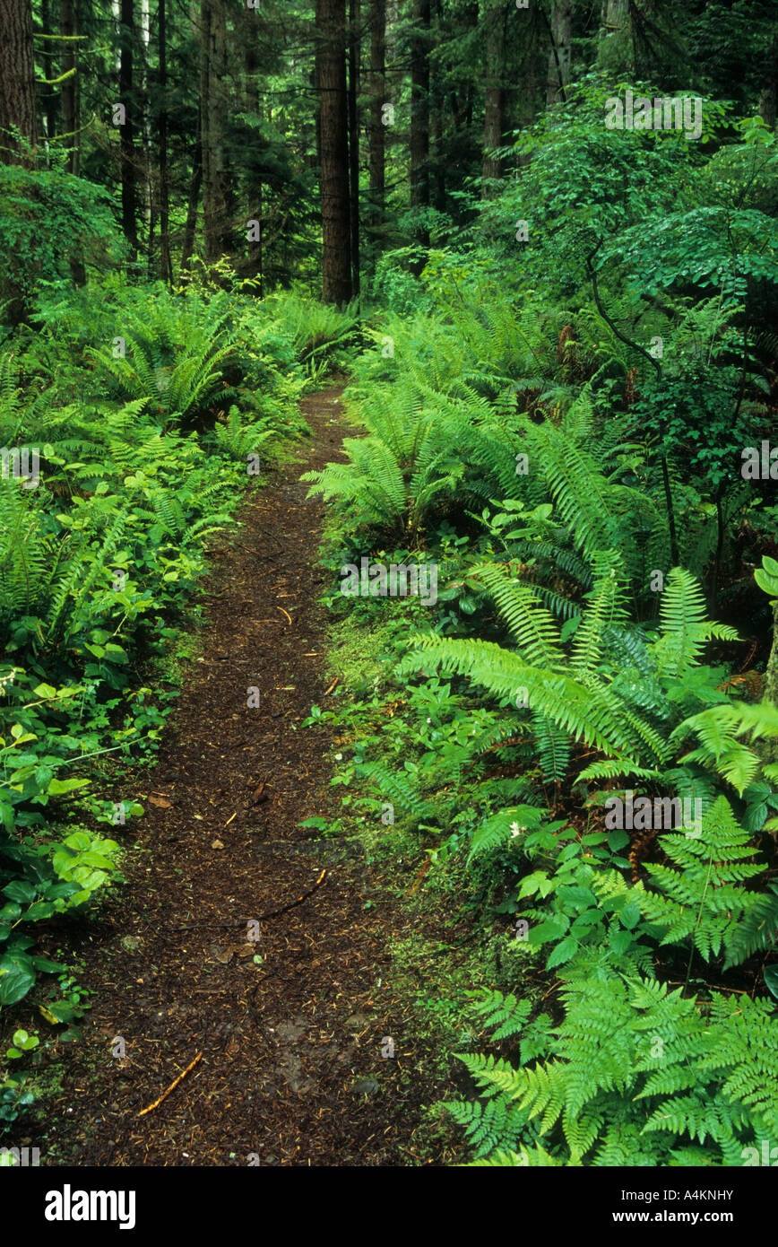 Trail though the forest in the Redmond Watershed Preserve, Seattle ...