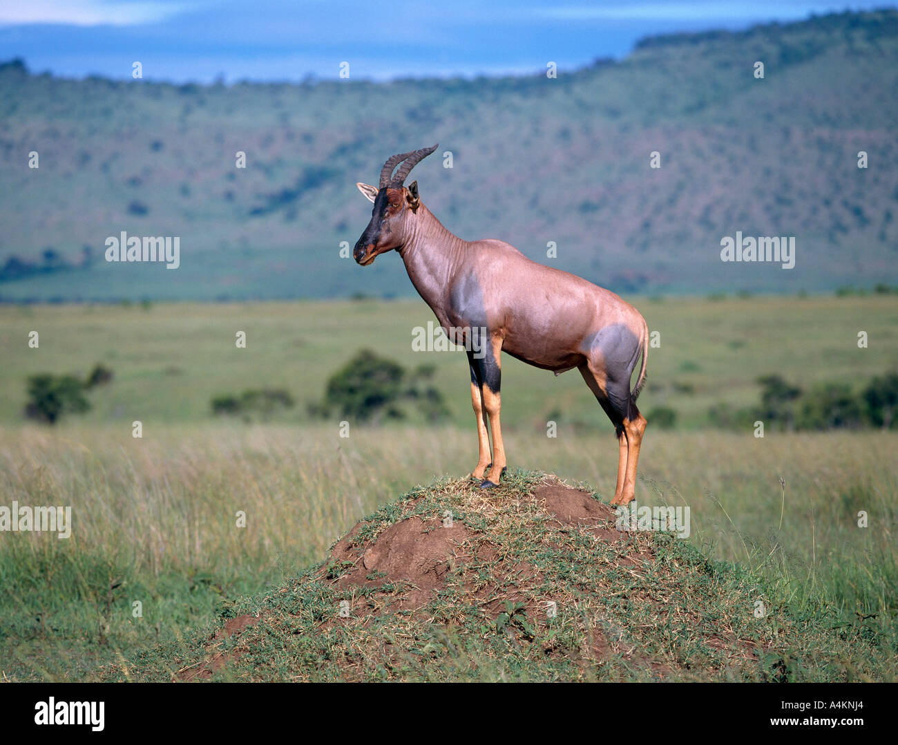 Topi standing on mound Stock Photo - Alamy