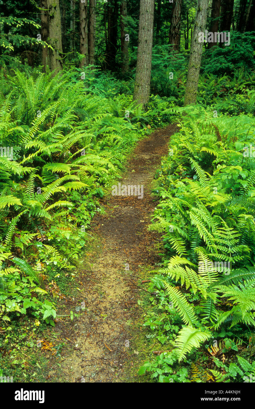 Trail though the forest in the Redmond Watershed Preserve, Seattle ...