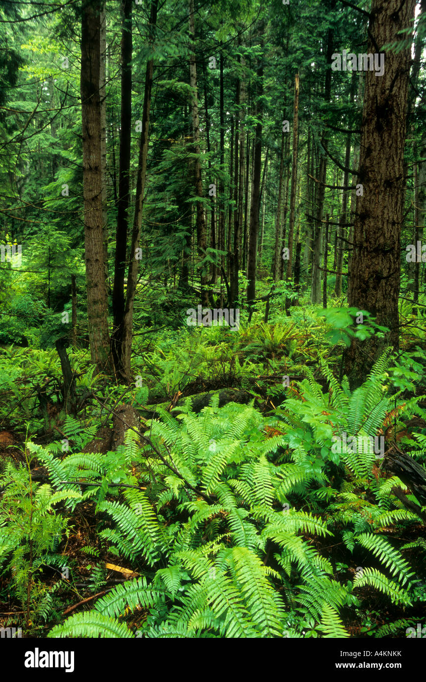 Forest in Redmond Watershed Preserve, Seattle Metro Area, Washington ...