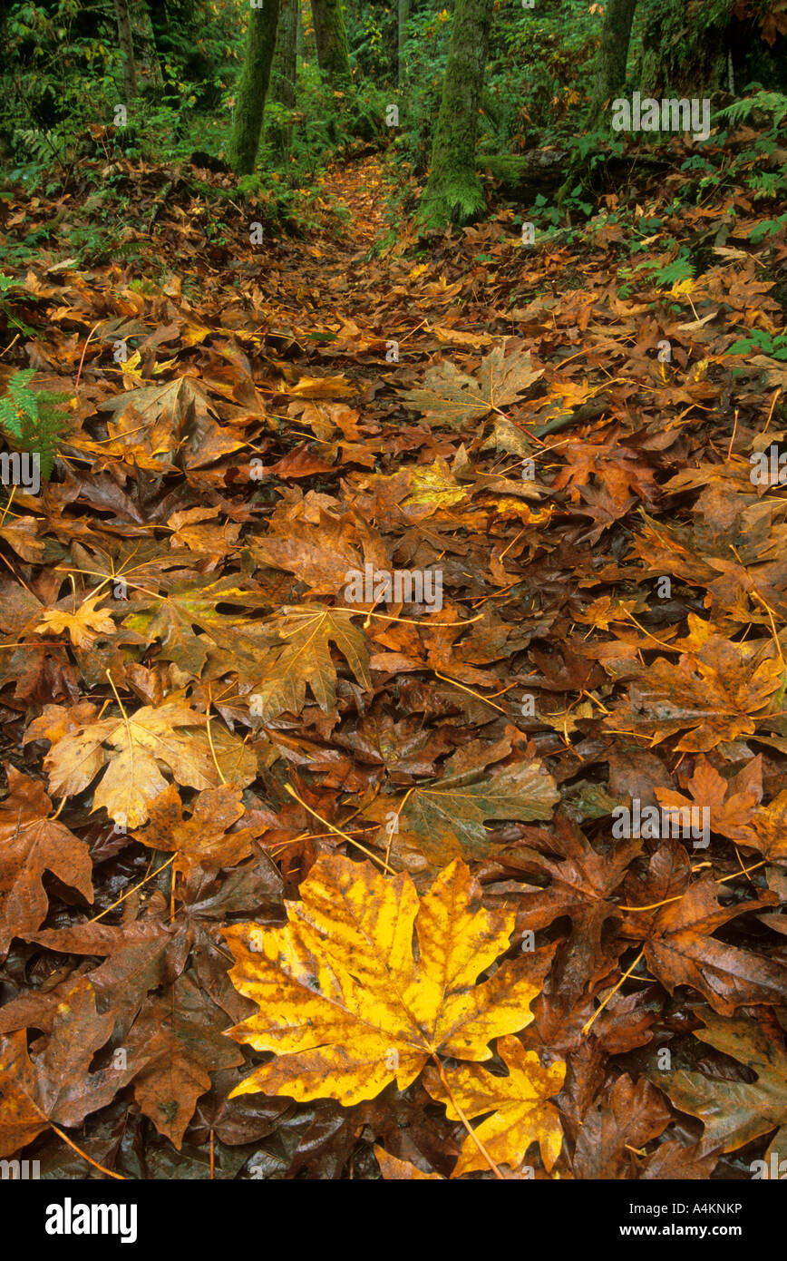 Redmond watershed preserve hi-res stock photography and images - Alamy