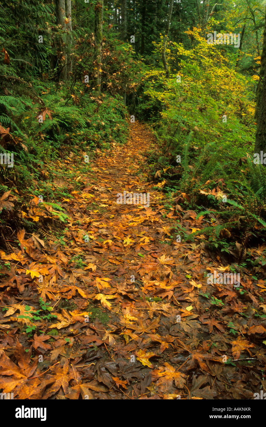 Trail in autumn in the Redmond Watershed Preserve, Seattle Metro Area ...