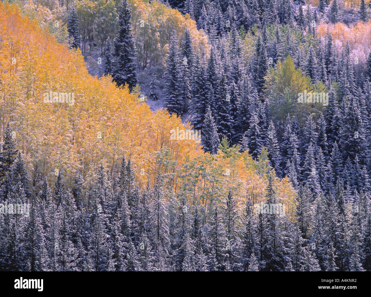 Snow dusted evergreen forest Stock Photo - Alamy