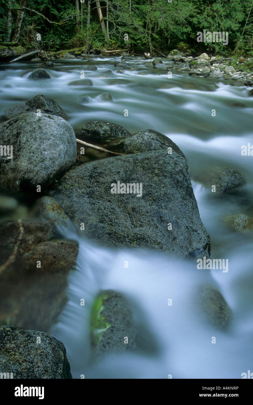 Old growth forest along the Tye River in Mount Baker Snoqualmie ...