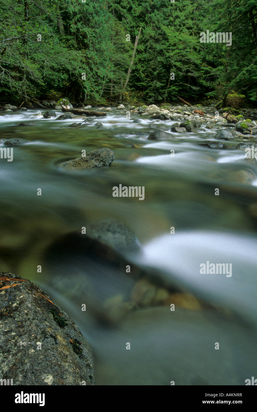Old growth forest along the Tye River in Mount Baker Snoqualmie ...