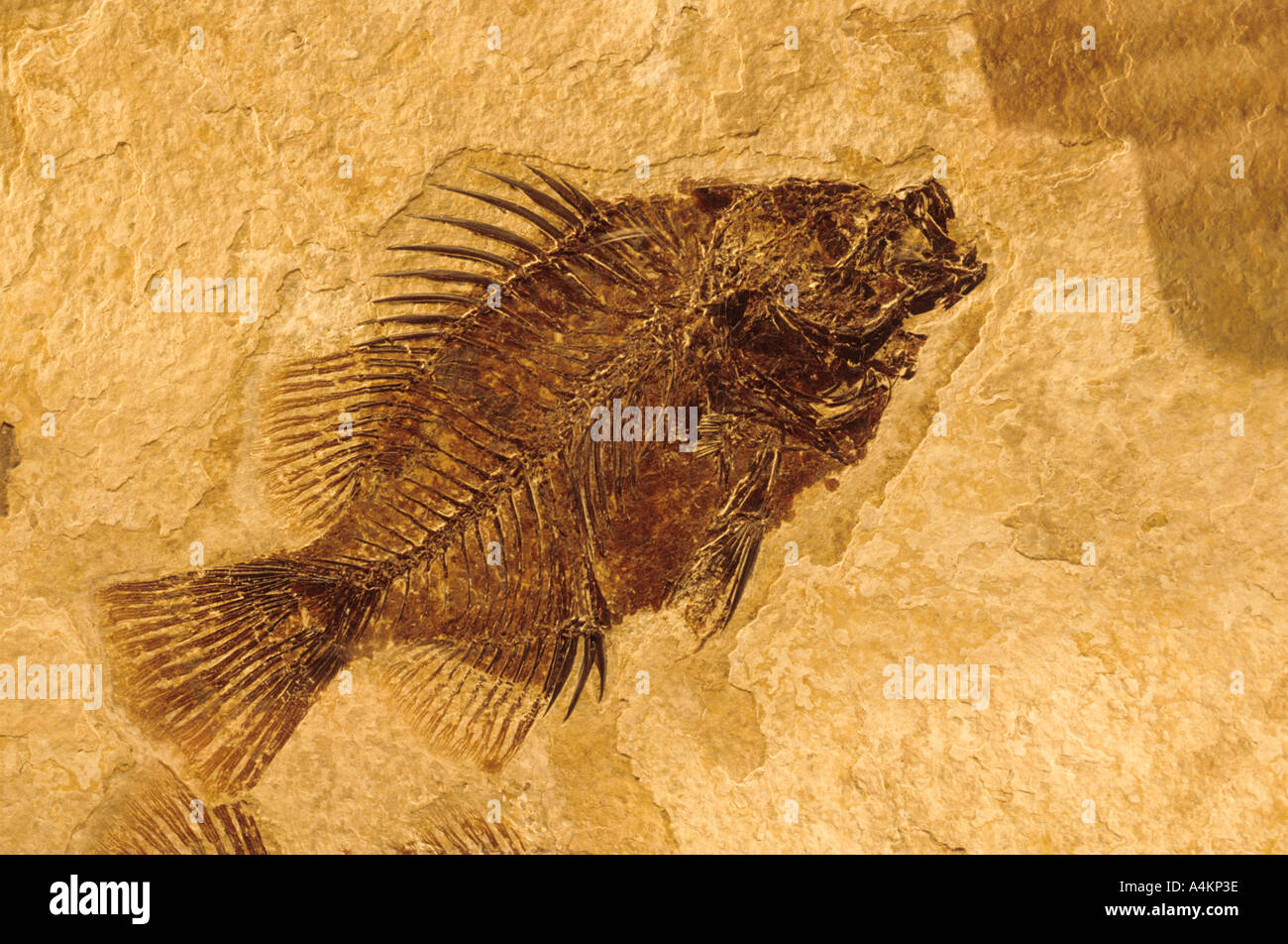 Fish fossil hi-res stock photography and images - Alamy