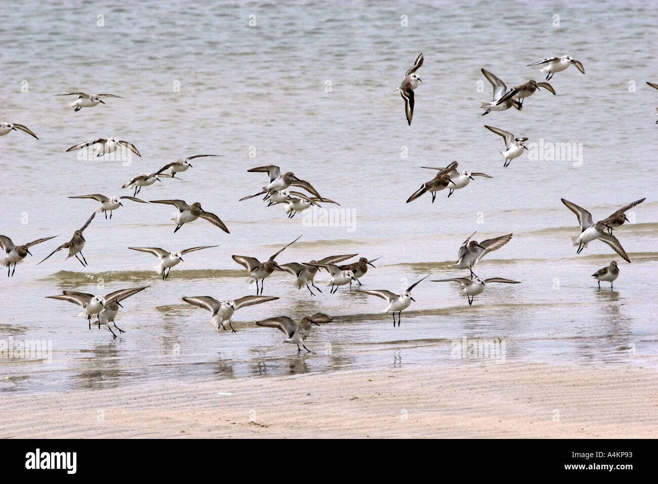 Shore birds on the Mississippi Gulf Coast Stock Photo - Alamy