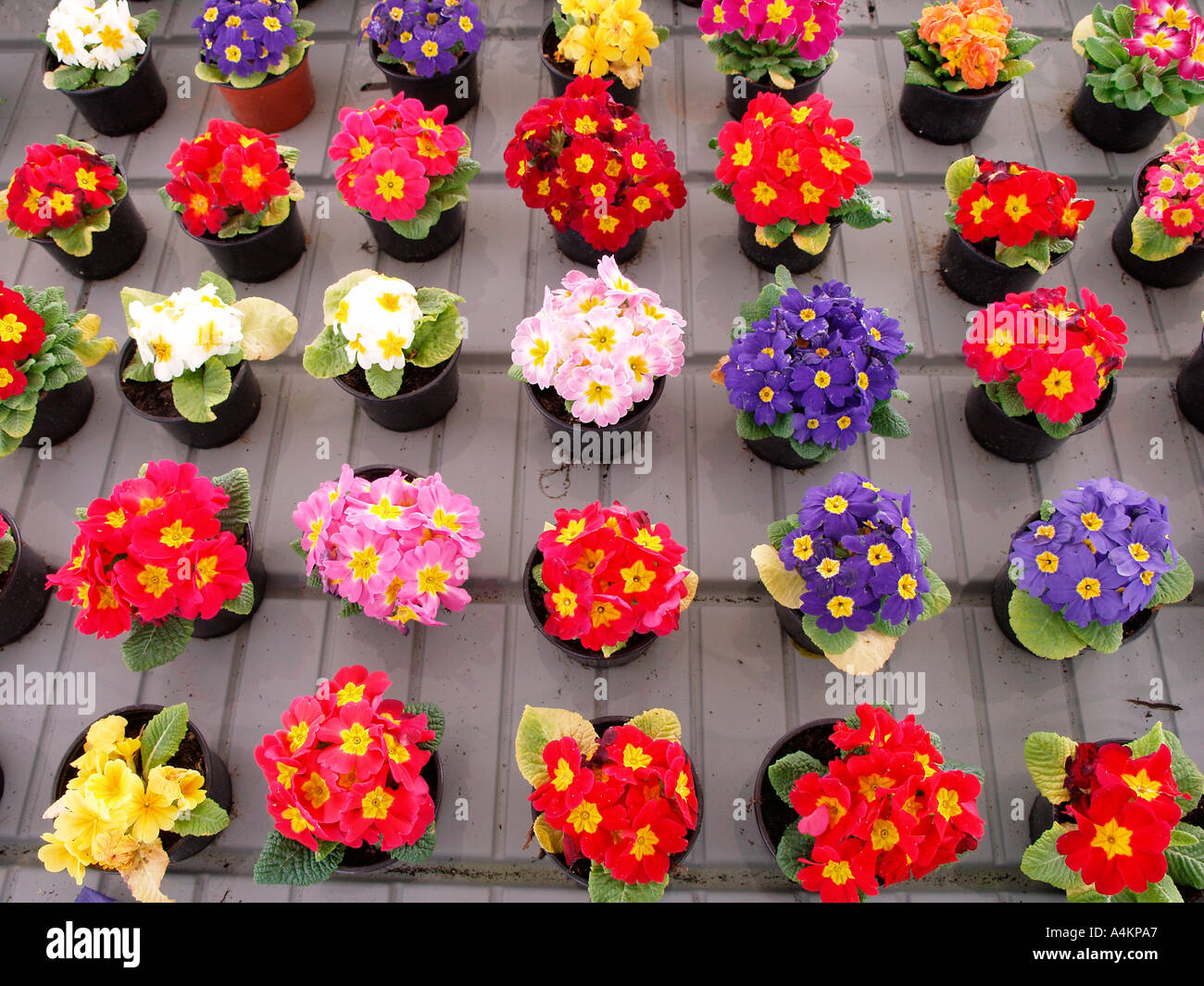 Primrose mutation hi-res stock photography and images - Alamy