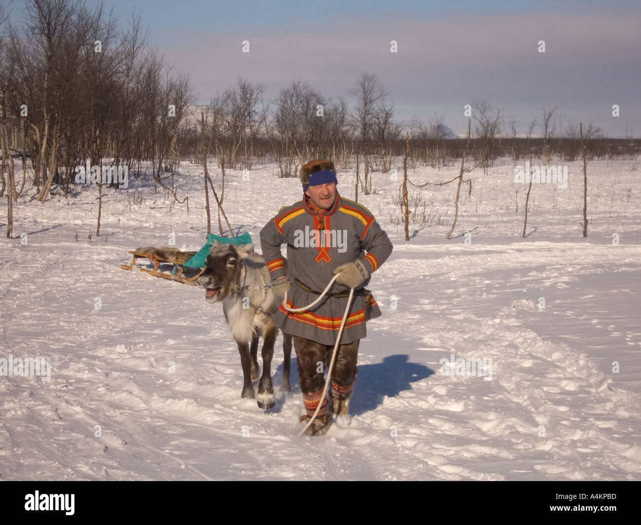 scandinavia sweden lapland sami man leading female reindeer pulling ...