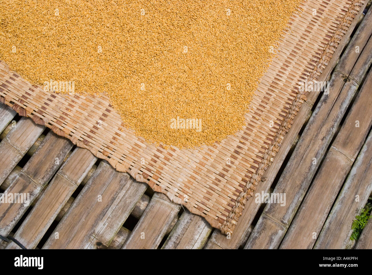 Rice Drying High Resolution Stock Photography and Images - Alamy