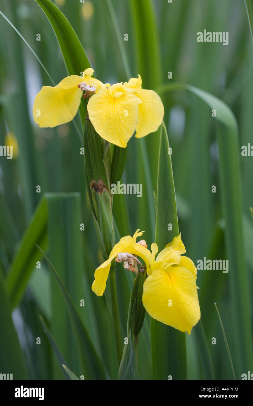 Iris pseudacorus. Yellow iris. Yellow flag. False Acorus Stock Photo ...