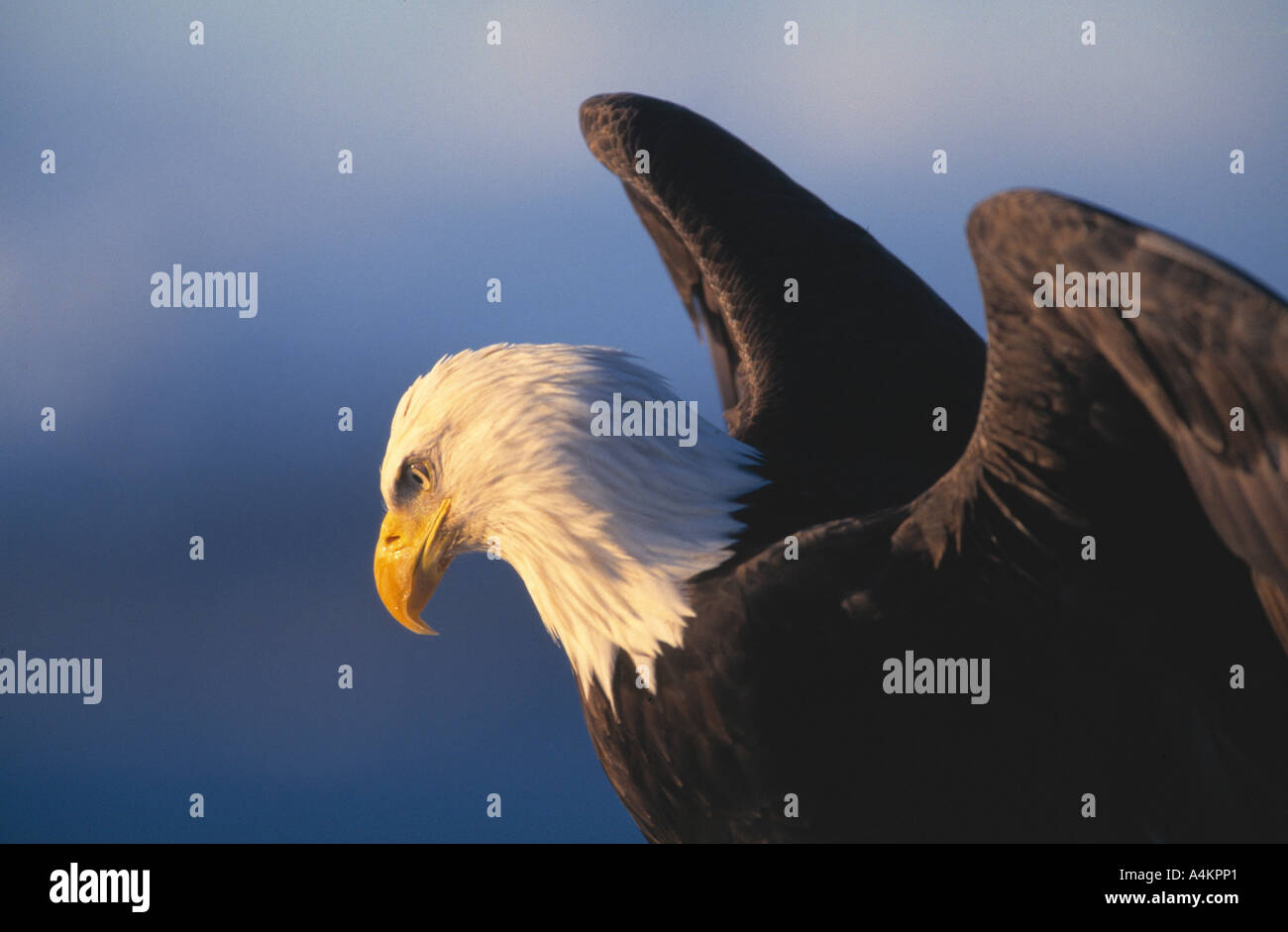 Eagle Wings Spread Back