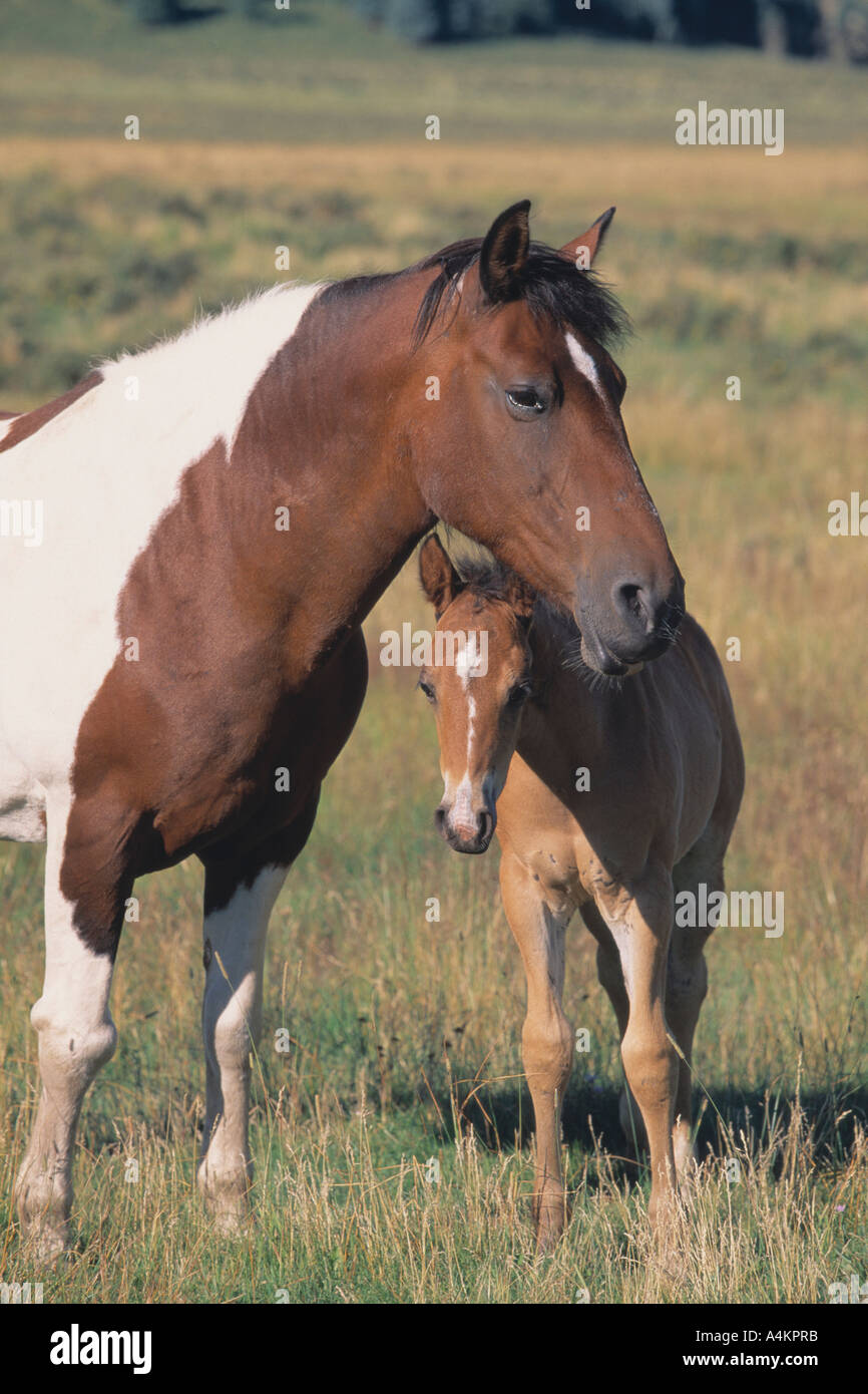Mare nuzzle foal hi-res stock photography and images - Alamy