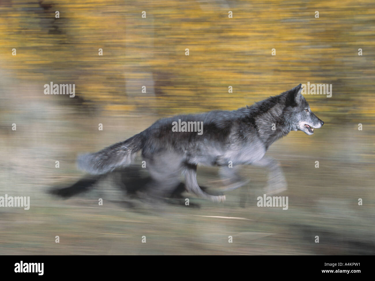 Alpha male wolf running hi-res stock photography and images - Alamy
