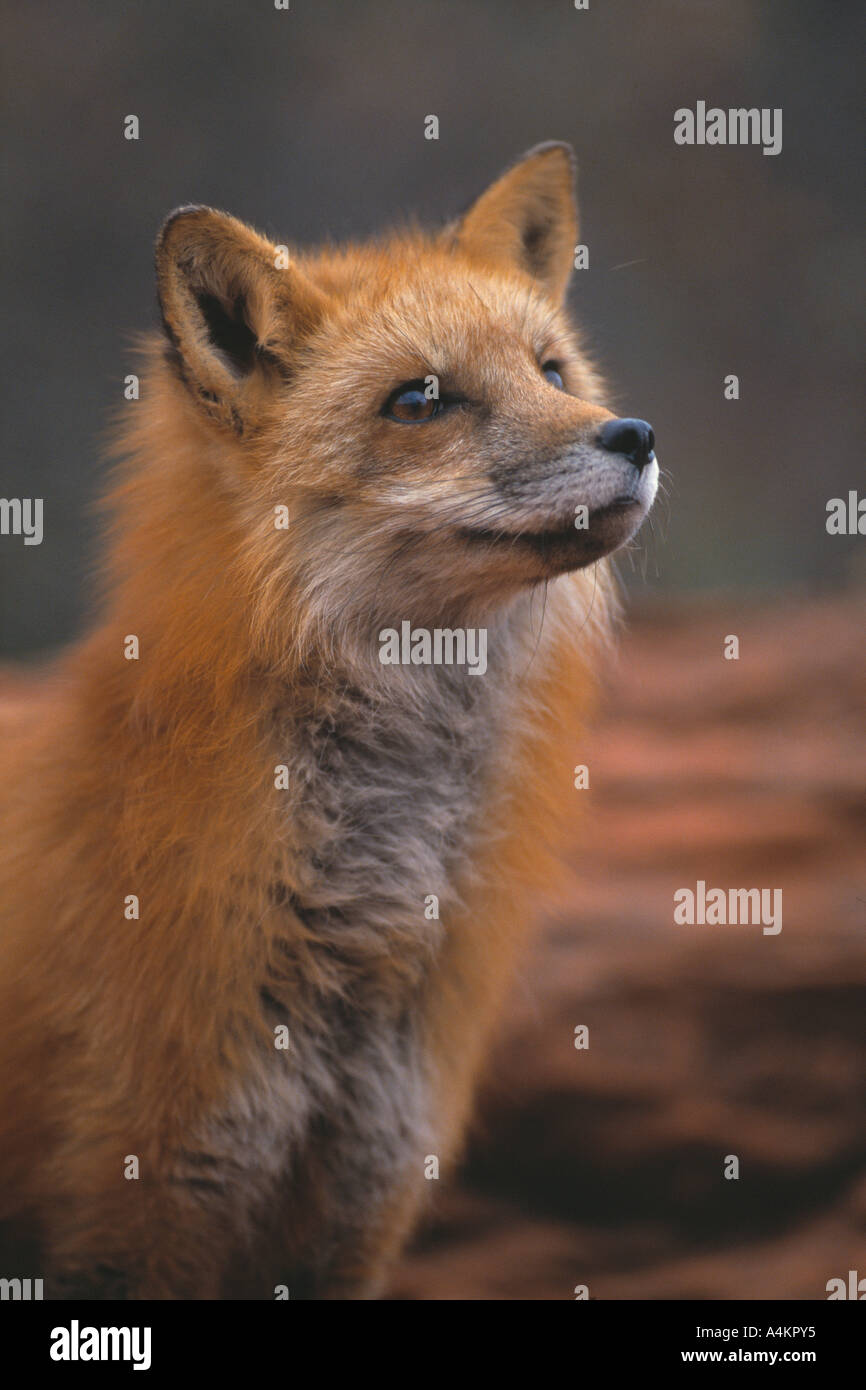 Red fox sniffing air Stock Photo - Alamy