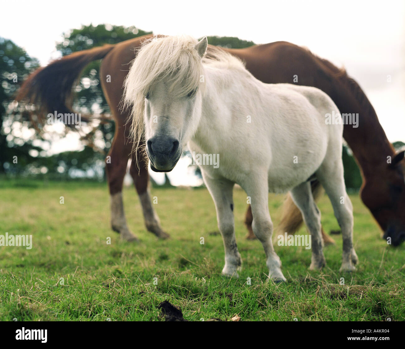 Larger horse hi-res stock photography and images - Alamy