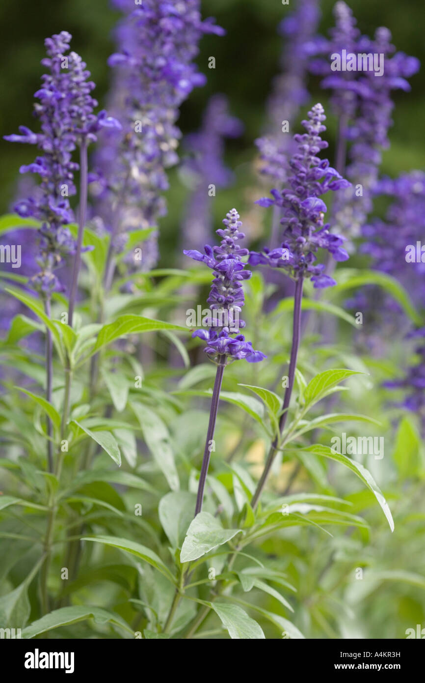 Lavandula angustifolia Lavandula spica Lavandula vera Common Lavender ...