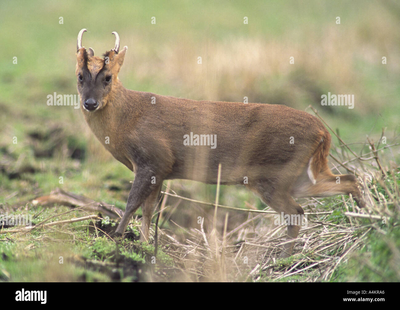 Muntjac england male hi-res stock photography and images - Alamy