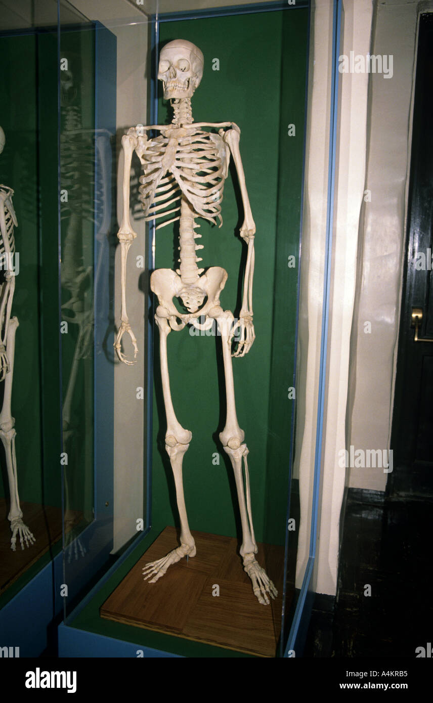 A human skeleton Stock Photo - Alamy