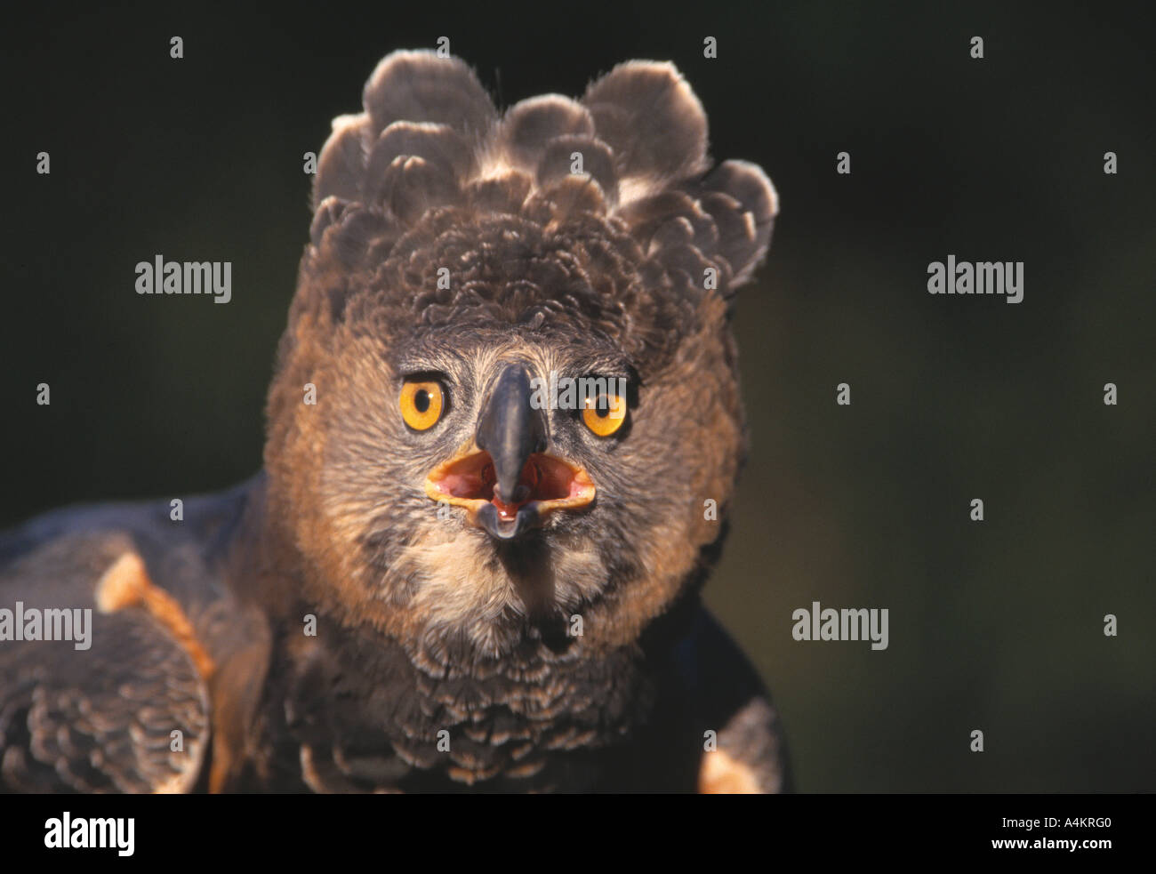 Close up of African crowned eagle Stock Photo - Alamy