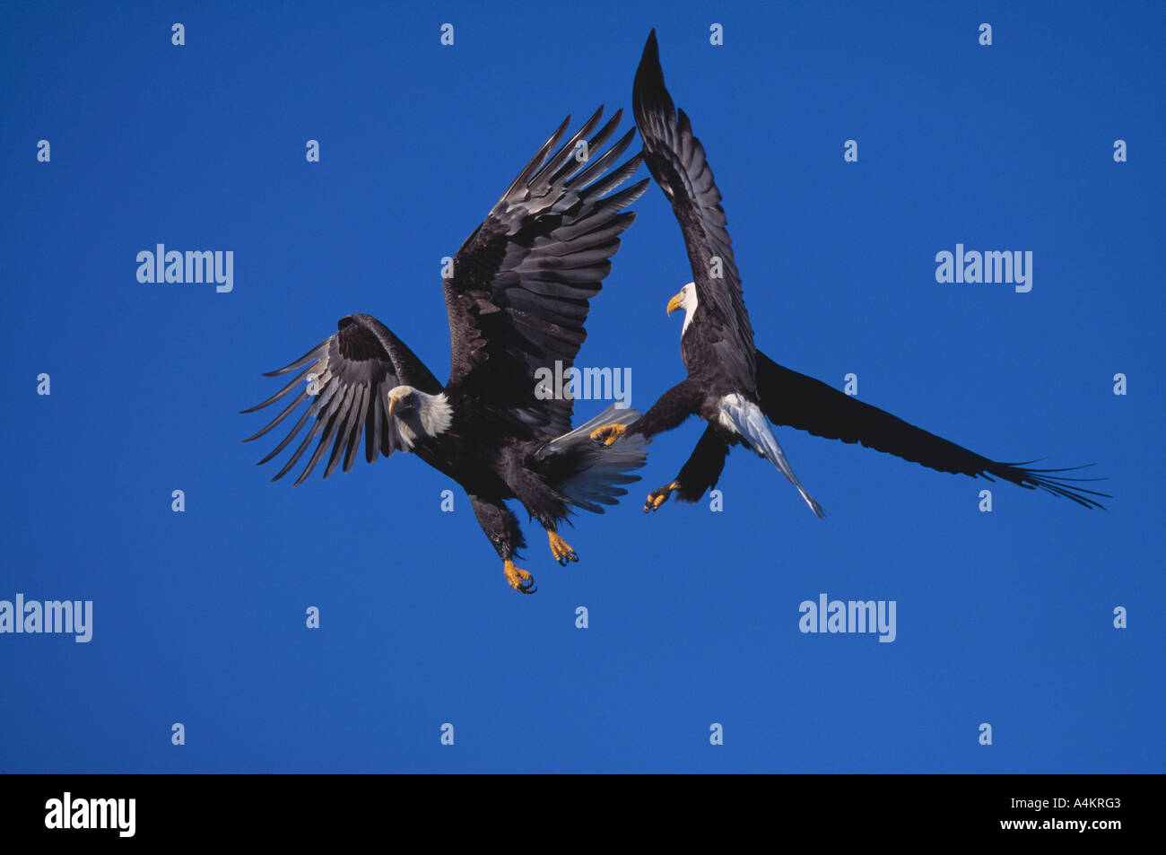 Eagles fight territory hi-res stock photography and images - Alamy