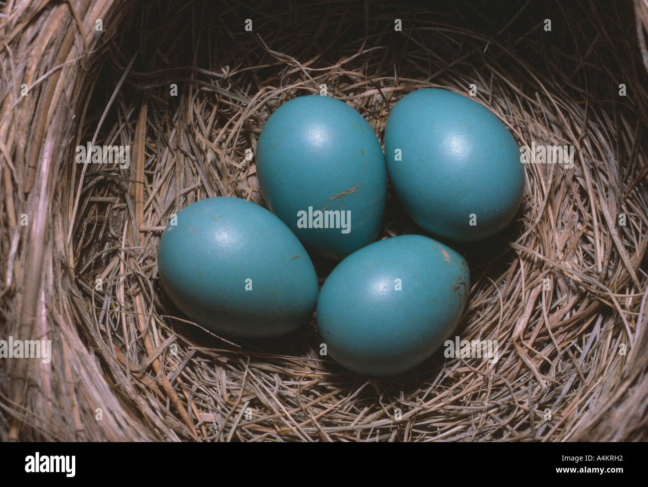 Blue eggs in a nest Stock Photo - Alamy