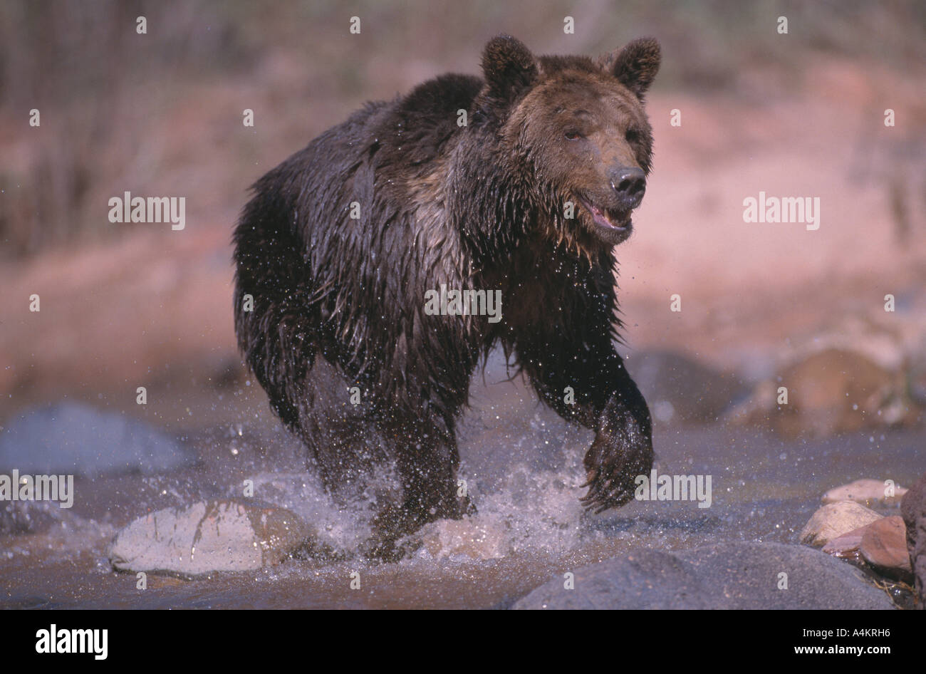 Bear running hi-res stock photography and images - Alamy