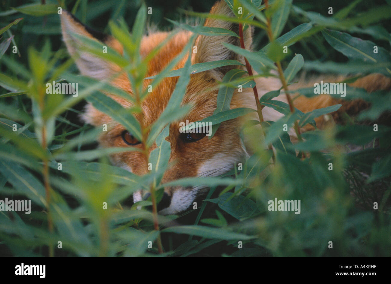 Red fox hiding in foliage Stock Photo - Alamy