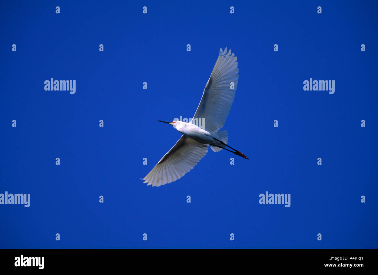 Bird in flight Stock Photo - Alamy