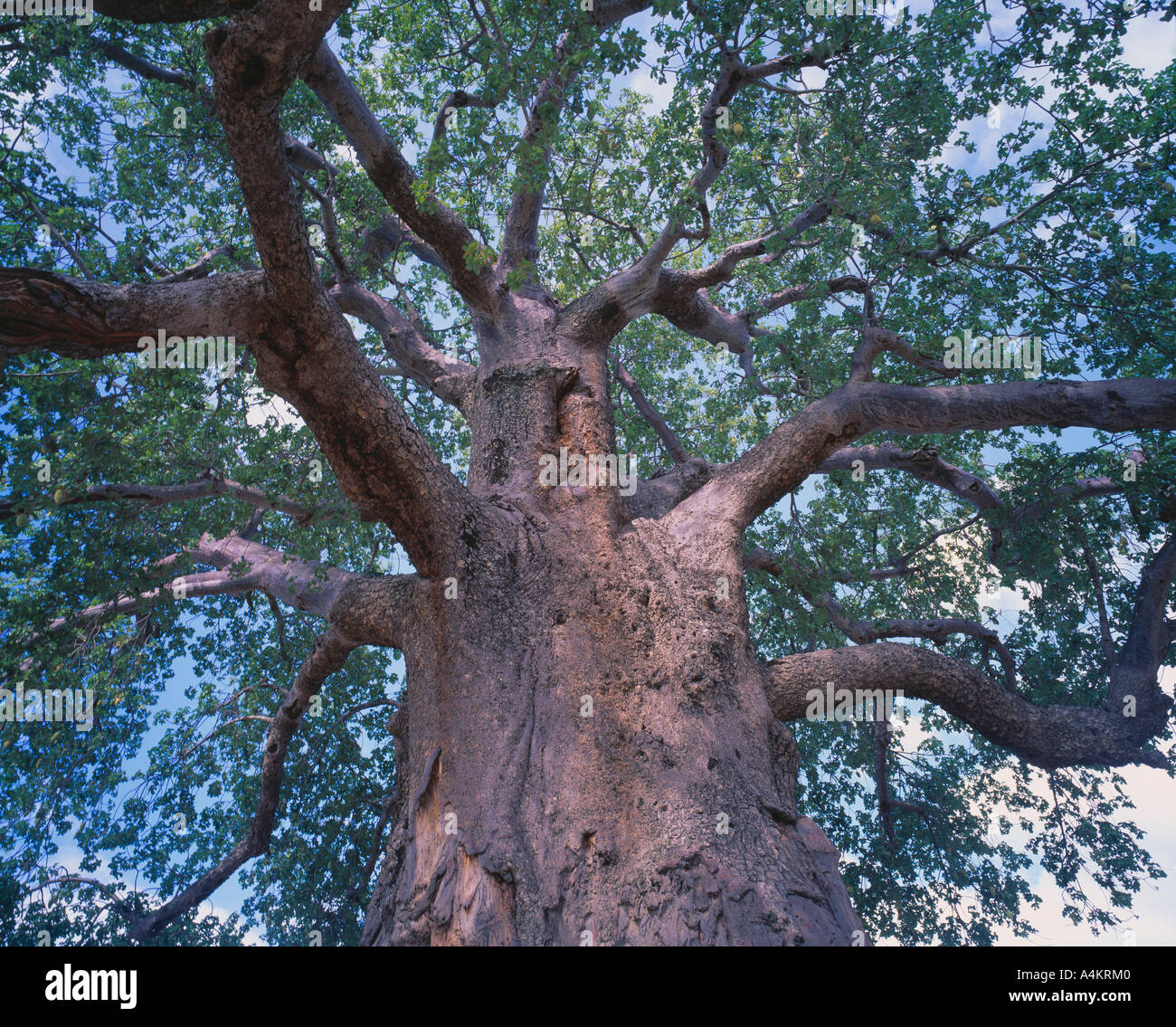 Baobab tree Tanzania Africa Stock Photo - Alamy