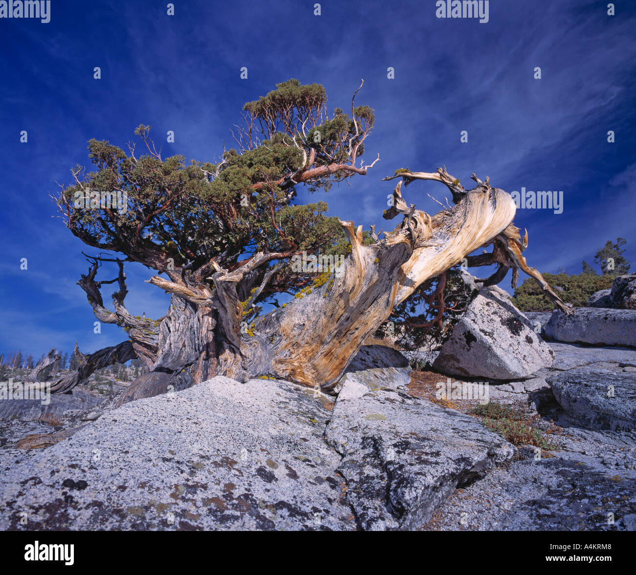 Juniper tree close up hi-res stock photography and images - Alamy