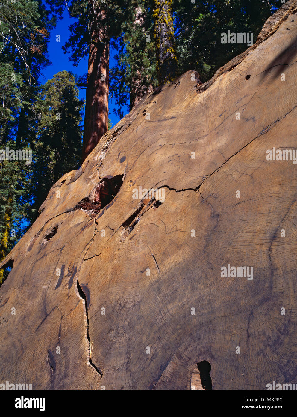 Low angle view of the giant sequoia hi-res stock photography and images ...