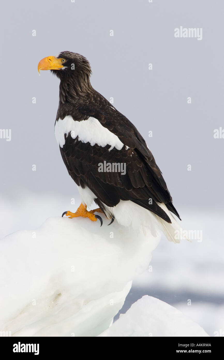 Baw0004 hi-res stock photography and images - Alamy