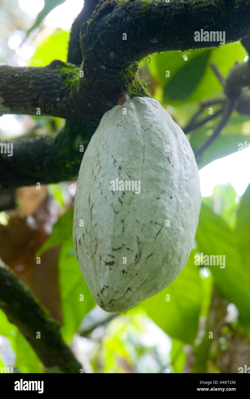 A cocoa pod on the tree in Borneo Stock Photo - Alamy