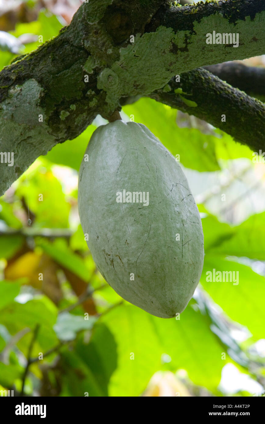 A cocoa pod on the tree in Borneo Stock Photo - Alamy