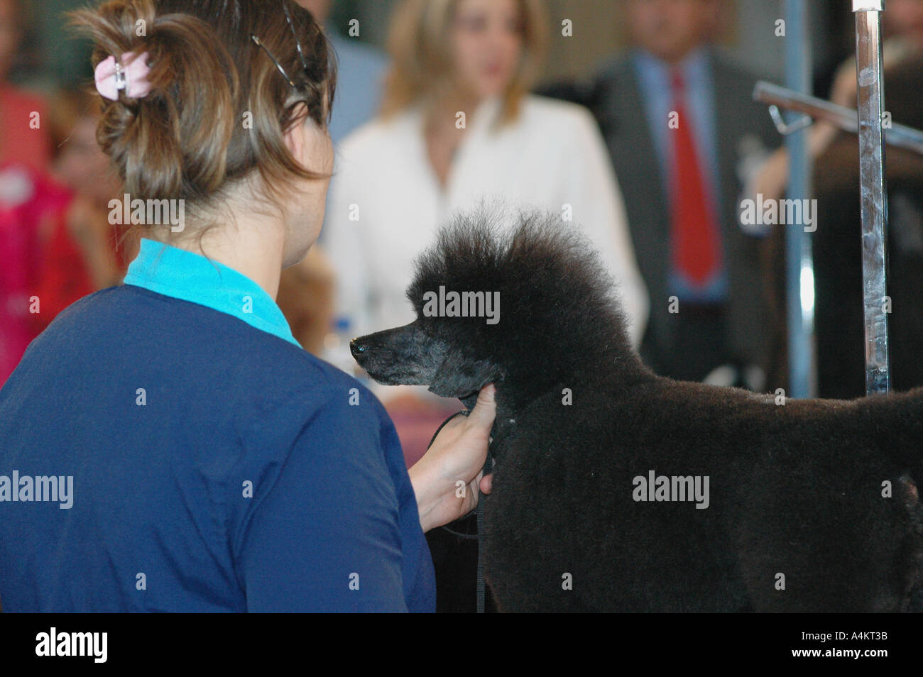 Dog having haircut Stock Photo - Alamy