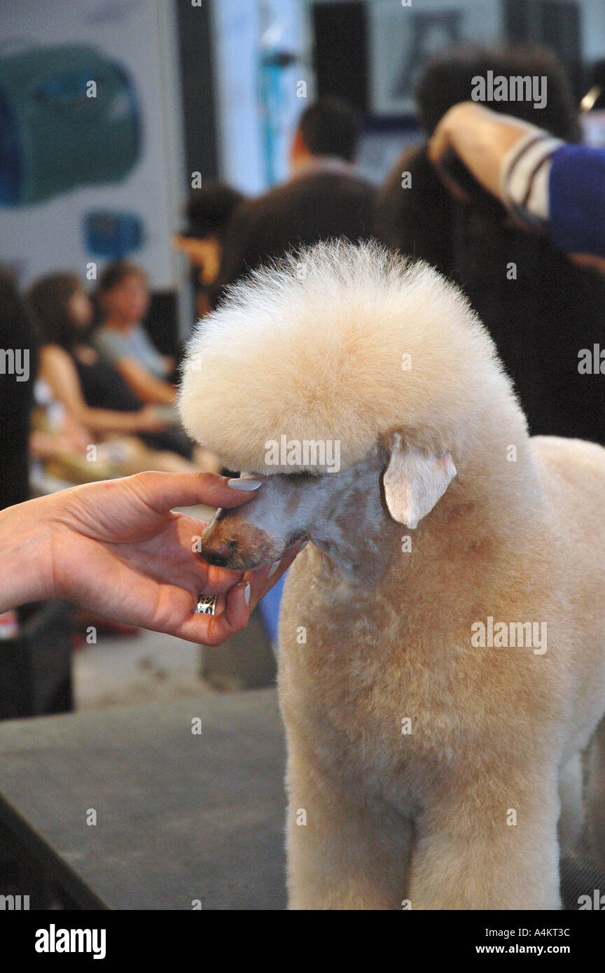 Dog having haircut Stock Photo - Alamy
