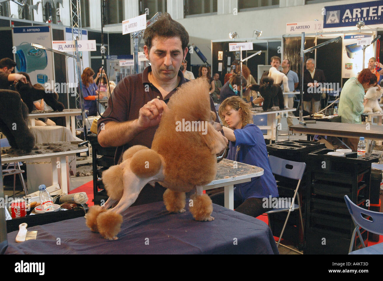 Dog having haircut Stock Photo - Alamy