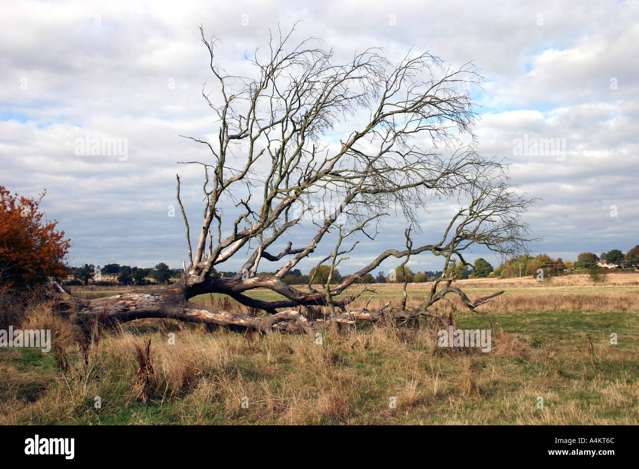 Fallen tree in the Autumn field Stock Photo - Alamy