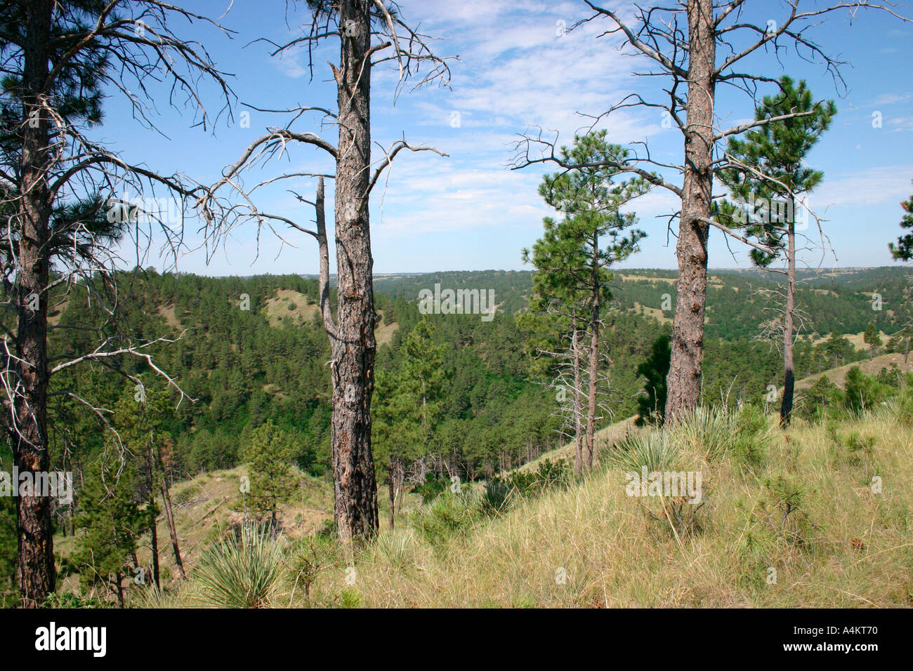 Distant green trees hi-res stock photography and images - Alamy