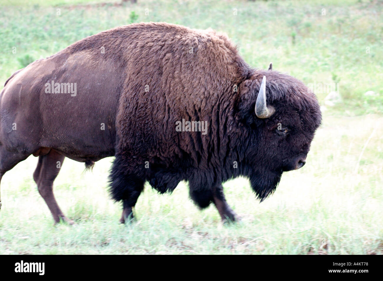 Buffalo walking on the plains Stock Photo - Alamy