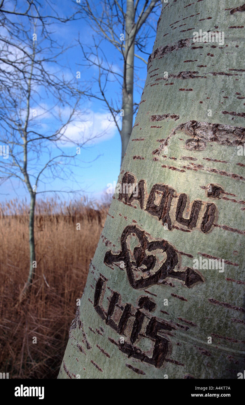 Carving name in tree love hi-res stock photography and images - Alamy