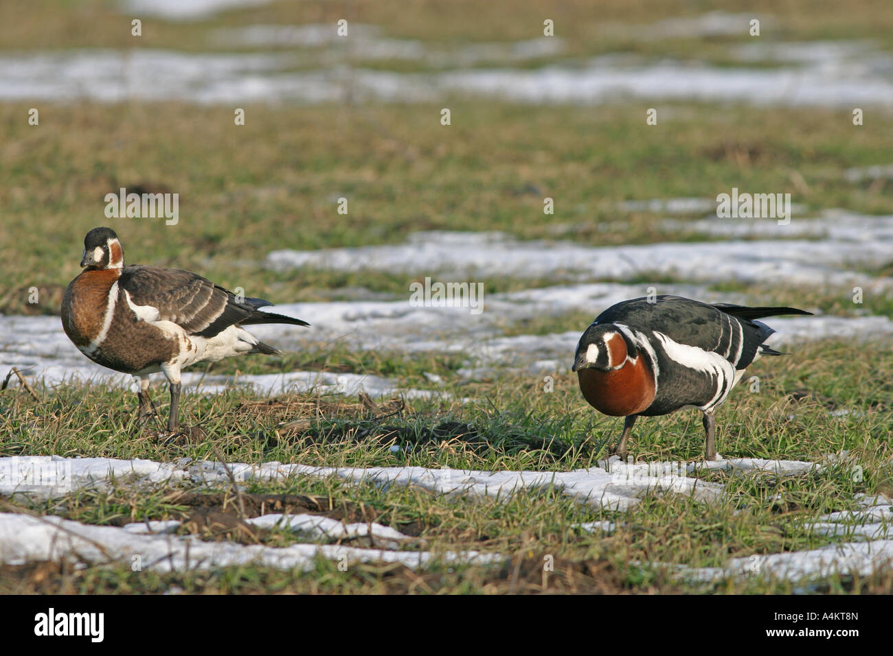 Red-breasted Geese Branta ruficollis wintering in Bulgaria , young and ...