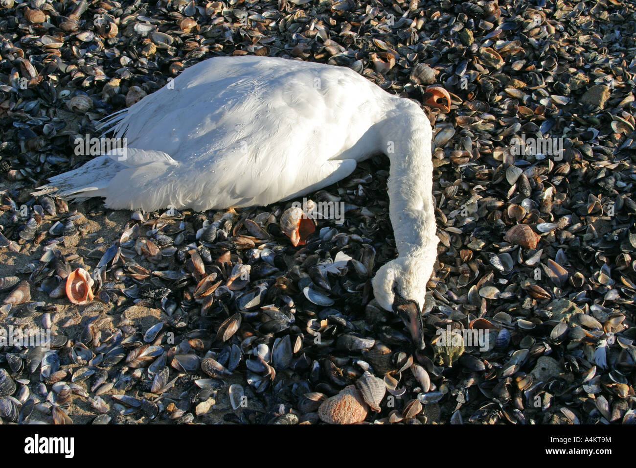 MUTE SWAN Cygnus olorvictim of H5N1 bird flu, Black Sea coast Stock ...