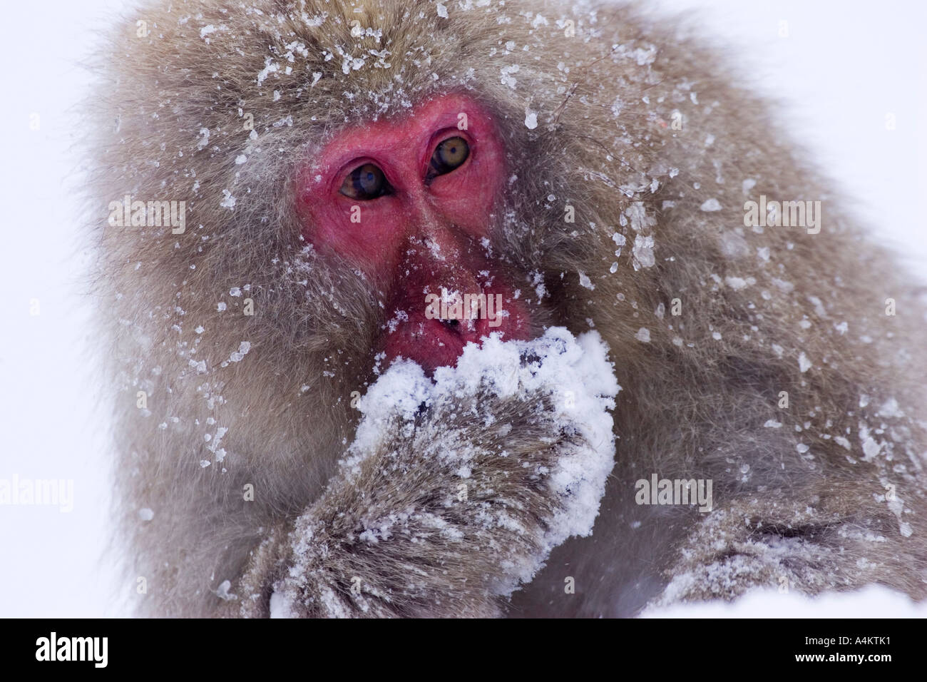 Cross eyed animals hi-res stock photography and images - Alamy
