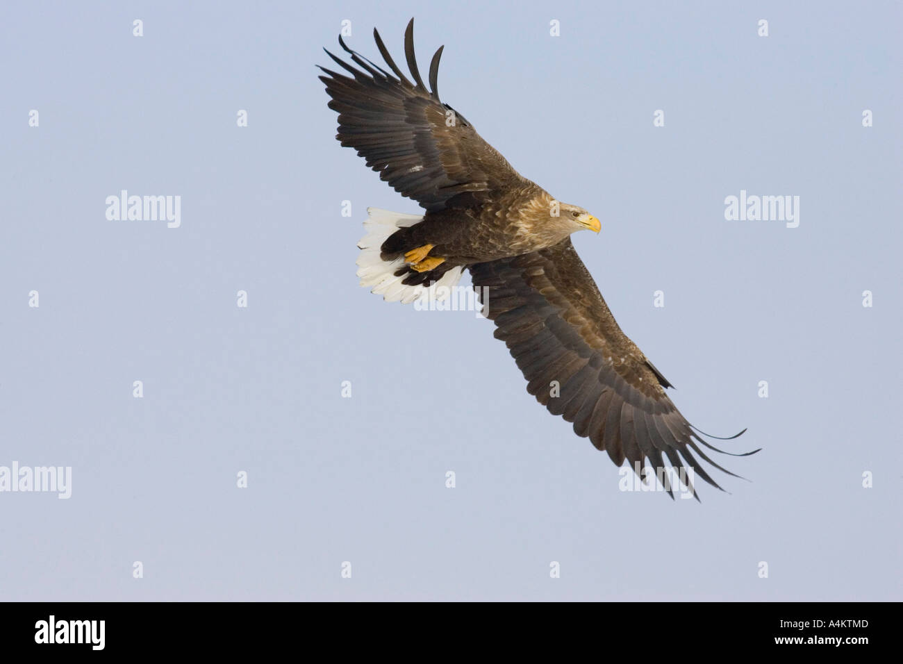 White tailed Eagle in flight Stock Photo - Alamy