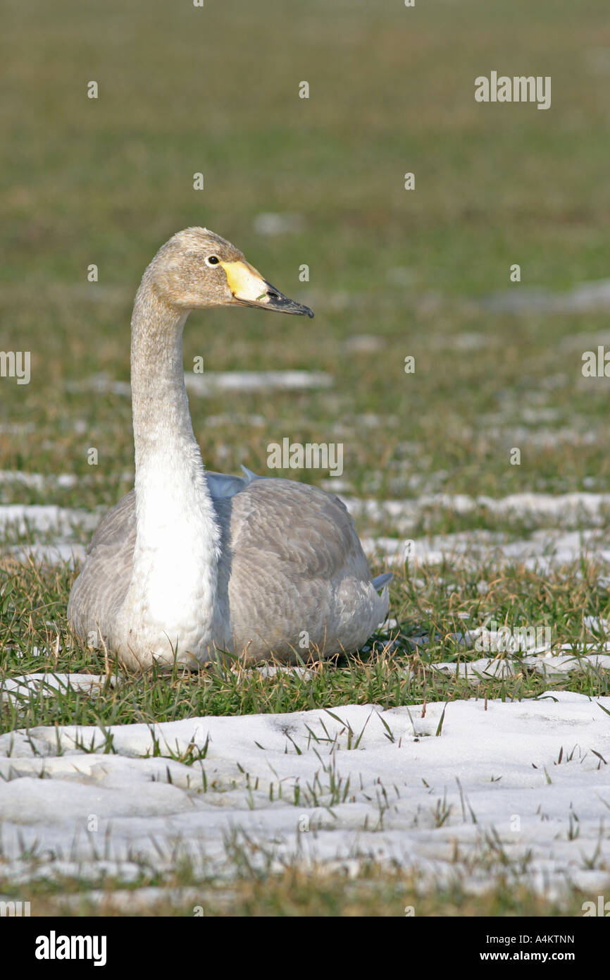 Immature whooper swans hi-res stock photography and images - Alamy