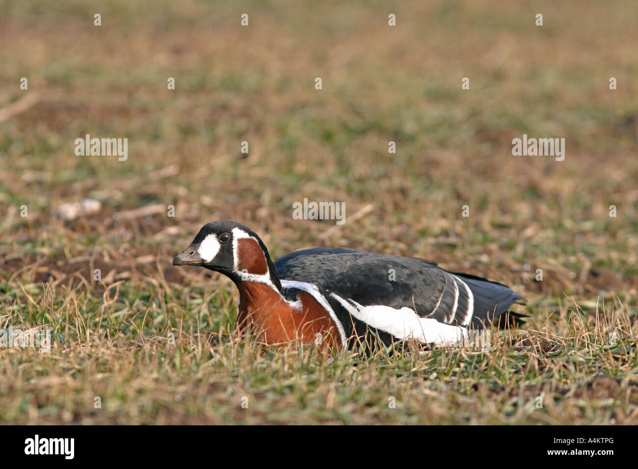 Red breasted goose branta ruficollis wintering in NE Bulgaria (wild ...